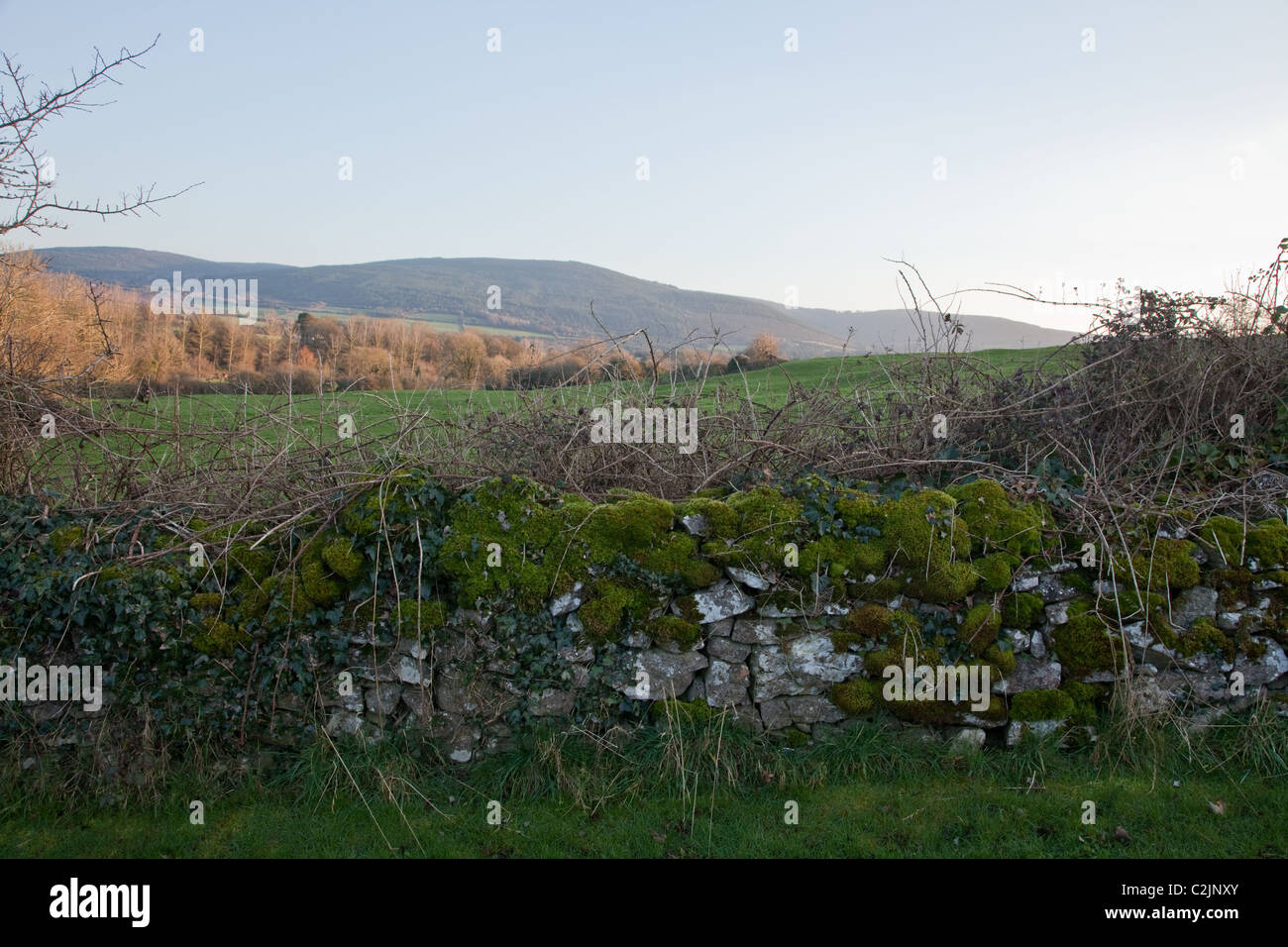 Overgrown pastures hi-res stock photography and images - Alamy