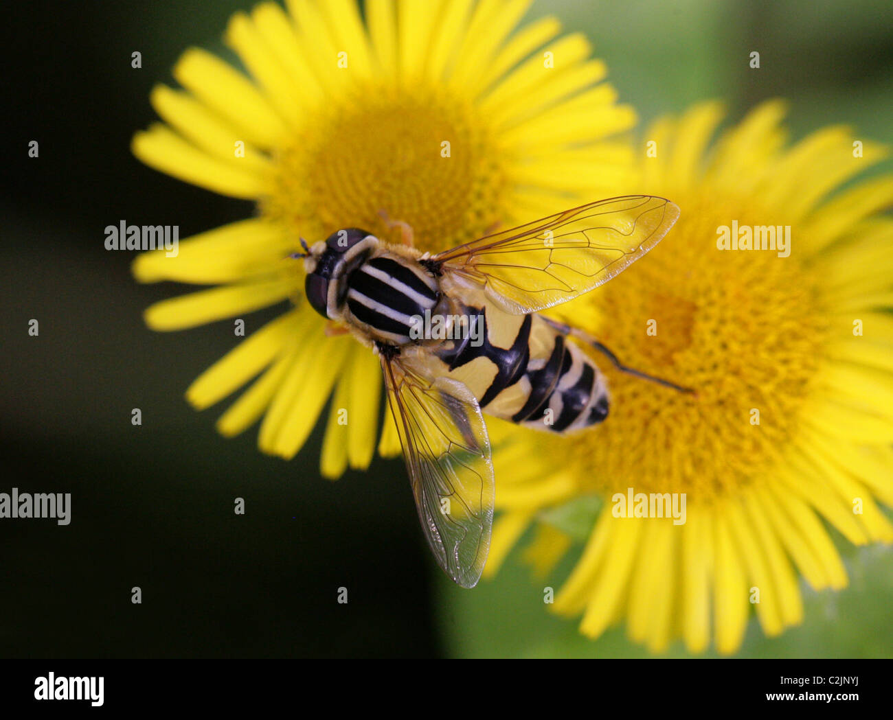 Diptera feeding hi-res stock photography and images - Alamy