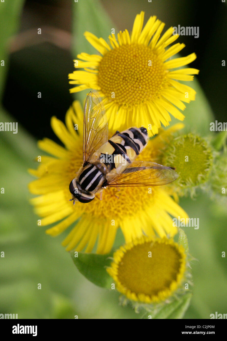Sun Hoverfly, Helophilus trivittatus, Syrphidae, Diptera. Feeding on ...
