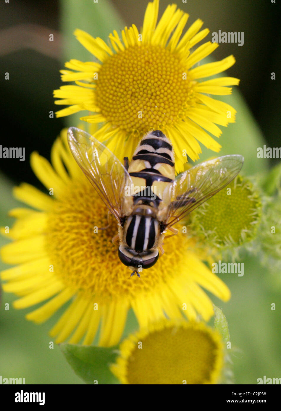 Diptera feeding hi-res stock photography and images - Alamy