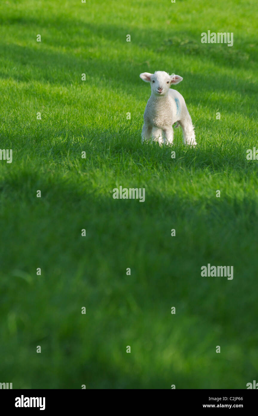 Cute lamb hi-res stock photography and images - Alamy