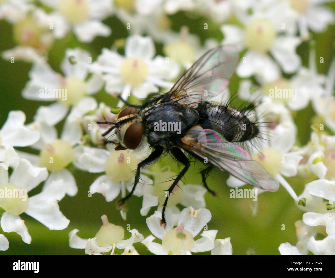 Tachinid Fly, Ernestia rudis (female), Tachinidae, Diptera. Syn ...