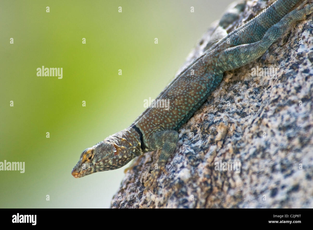 Petrosaurus High Resolution Stock Photography and Images - Alamy