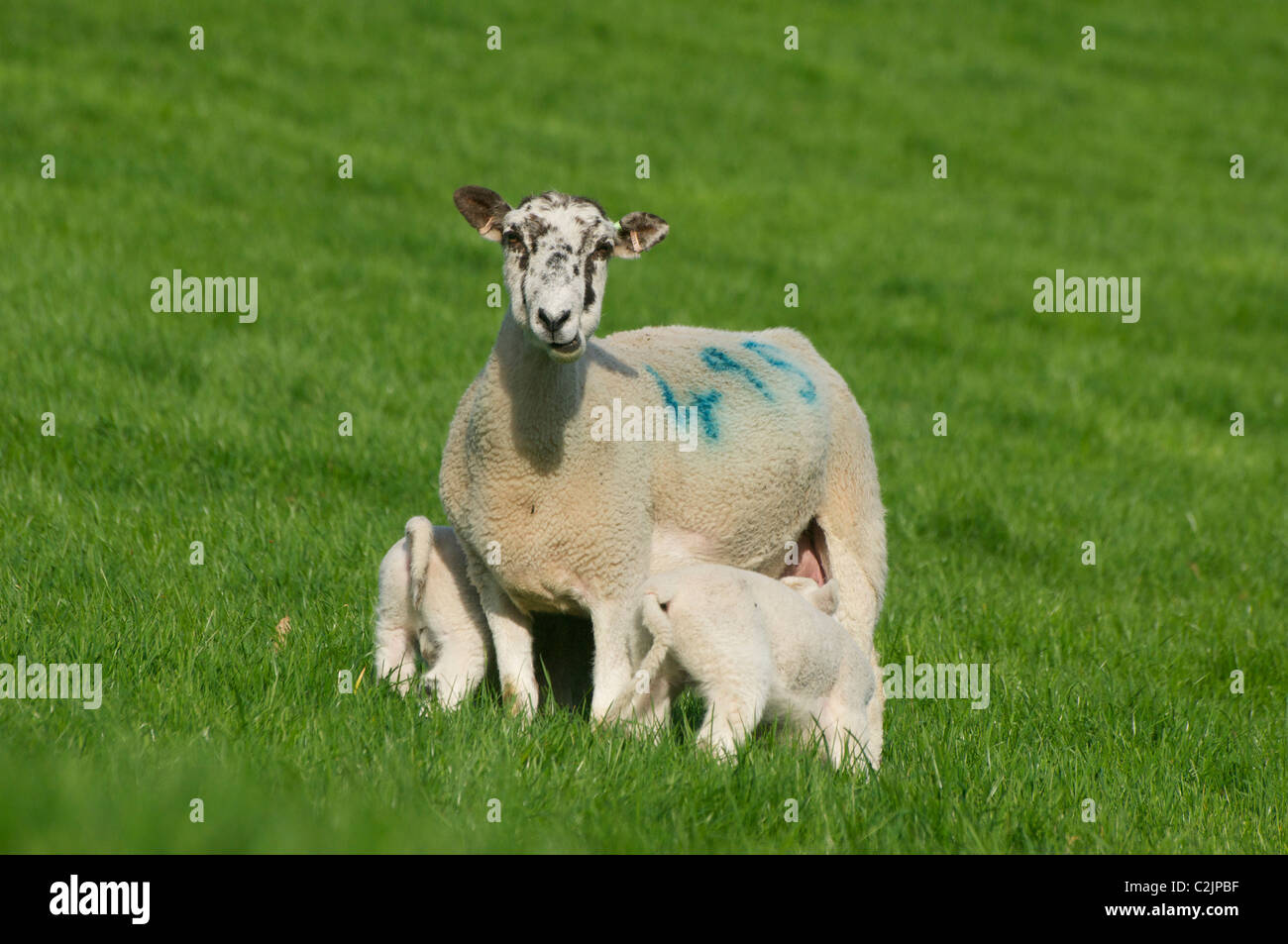 Ewe feeding lambs Stock Photo - Alamy Ewe feeding lambs Stock Photo - Alamy