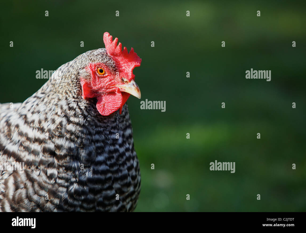 Bright red chicken wattle on a close up of a hen head and neck of a ...