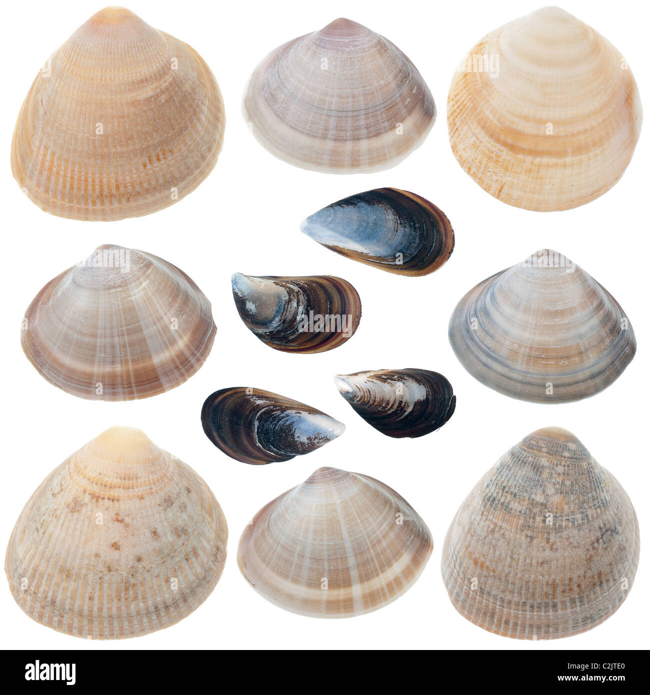 Collection of detailed sea shells isolated on white background Stock ...