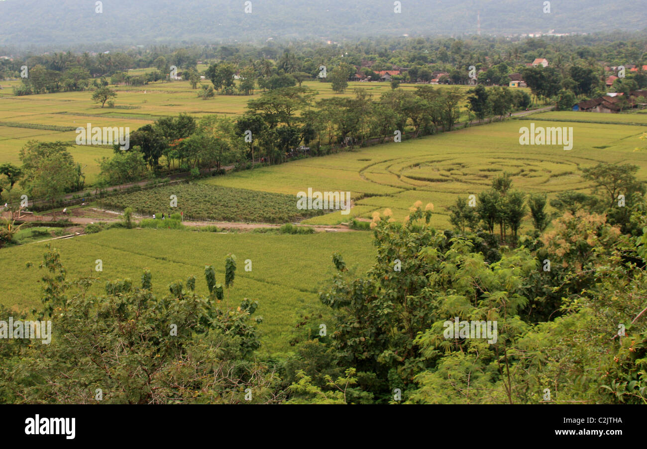 Indonesian crop hi-res stock photography and images - Alamy
