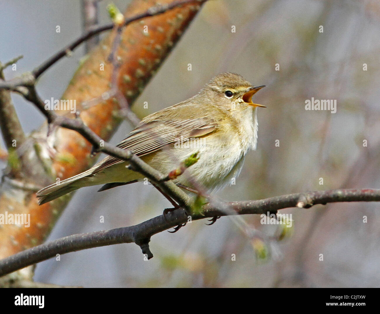 Chiff chaff hi-res stock photography and images - Alamy