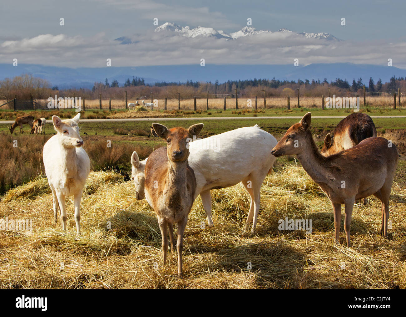 Pack of young white and brown fallow deer with hurricane mountains in ...