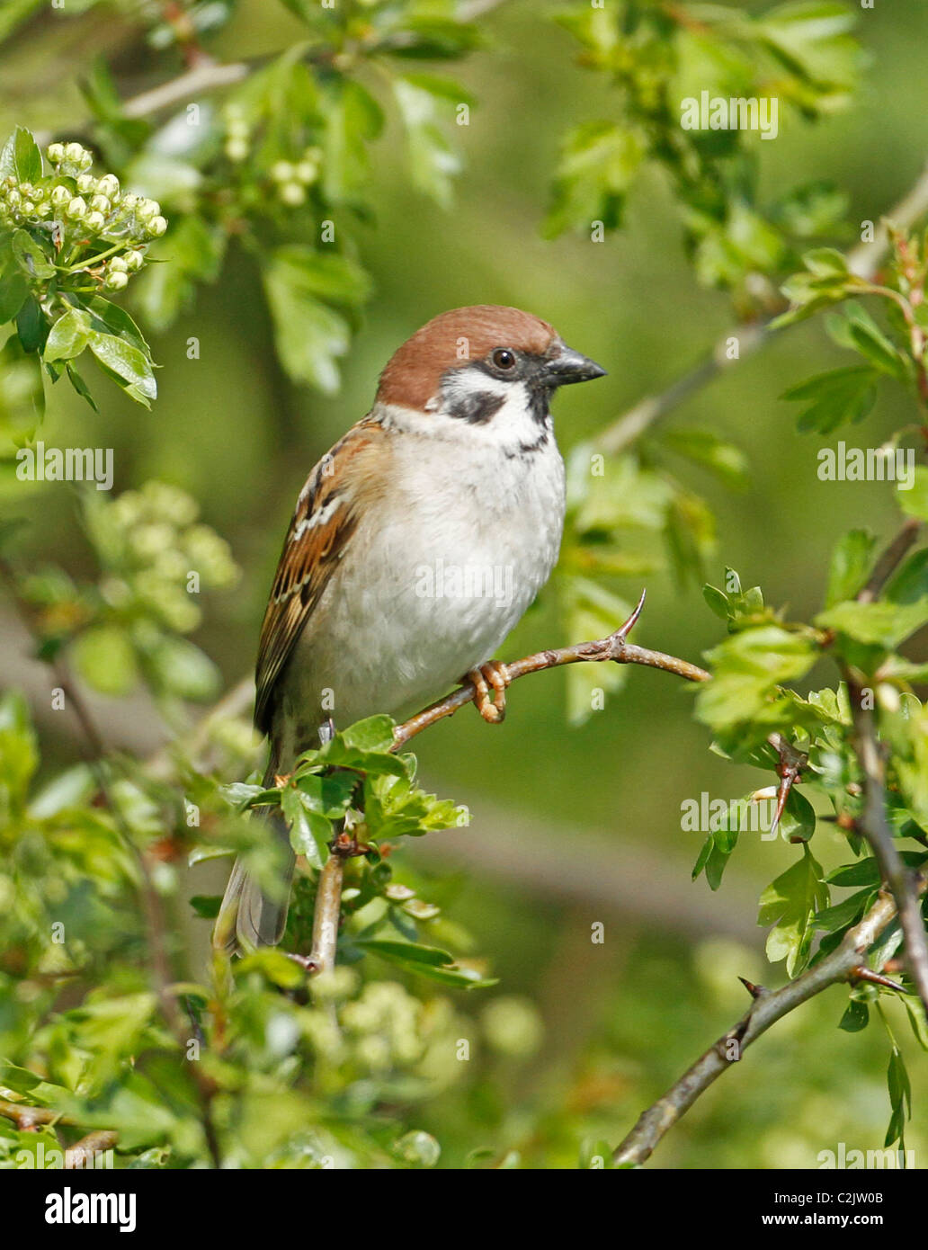 Red Capped Sparrow
