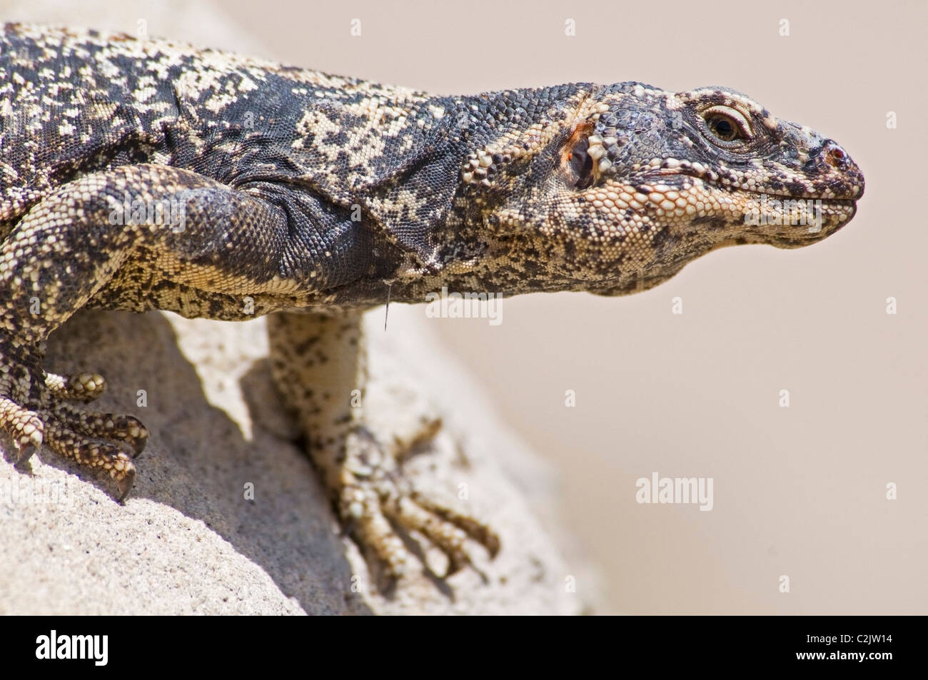 Chuckwalla Lizards High Resolution Stock Photography and Images - Alamy
