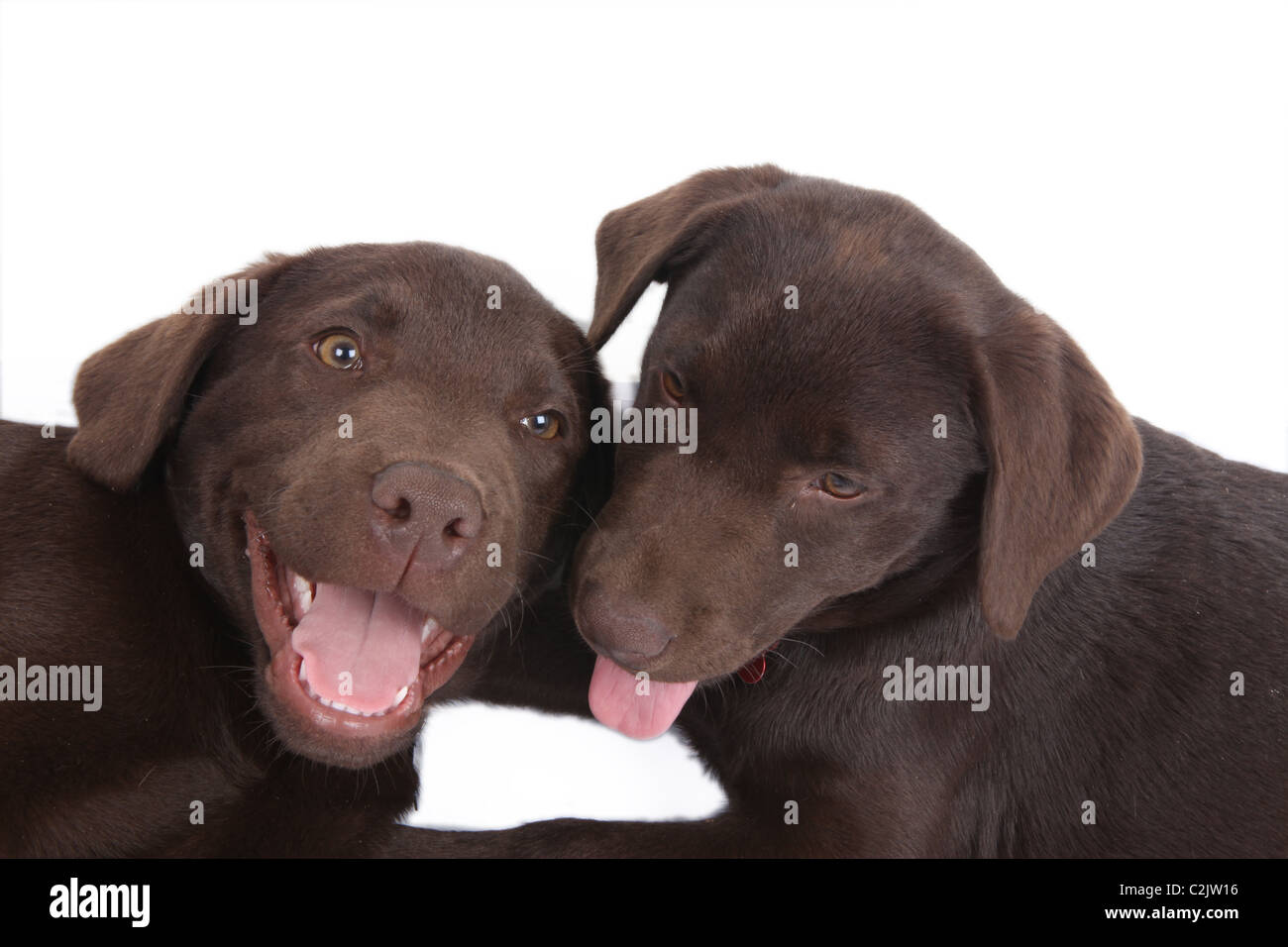 Brother sister dogs hi-res stock photography and images - Alamy