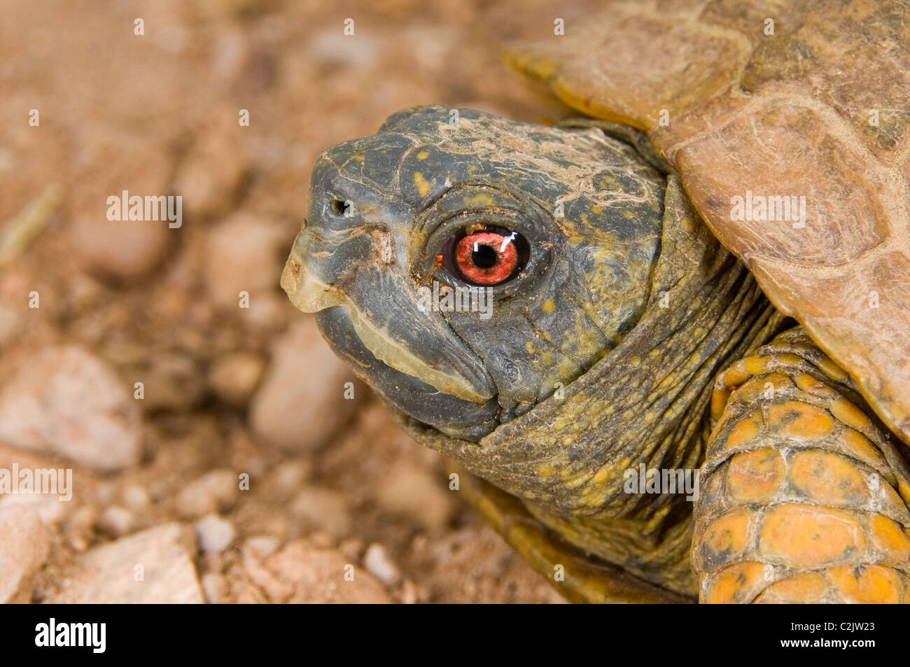 Arizona Turtle High Resolution Stock Photography and Images - Alamy