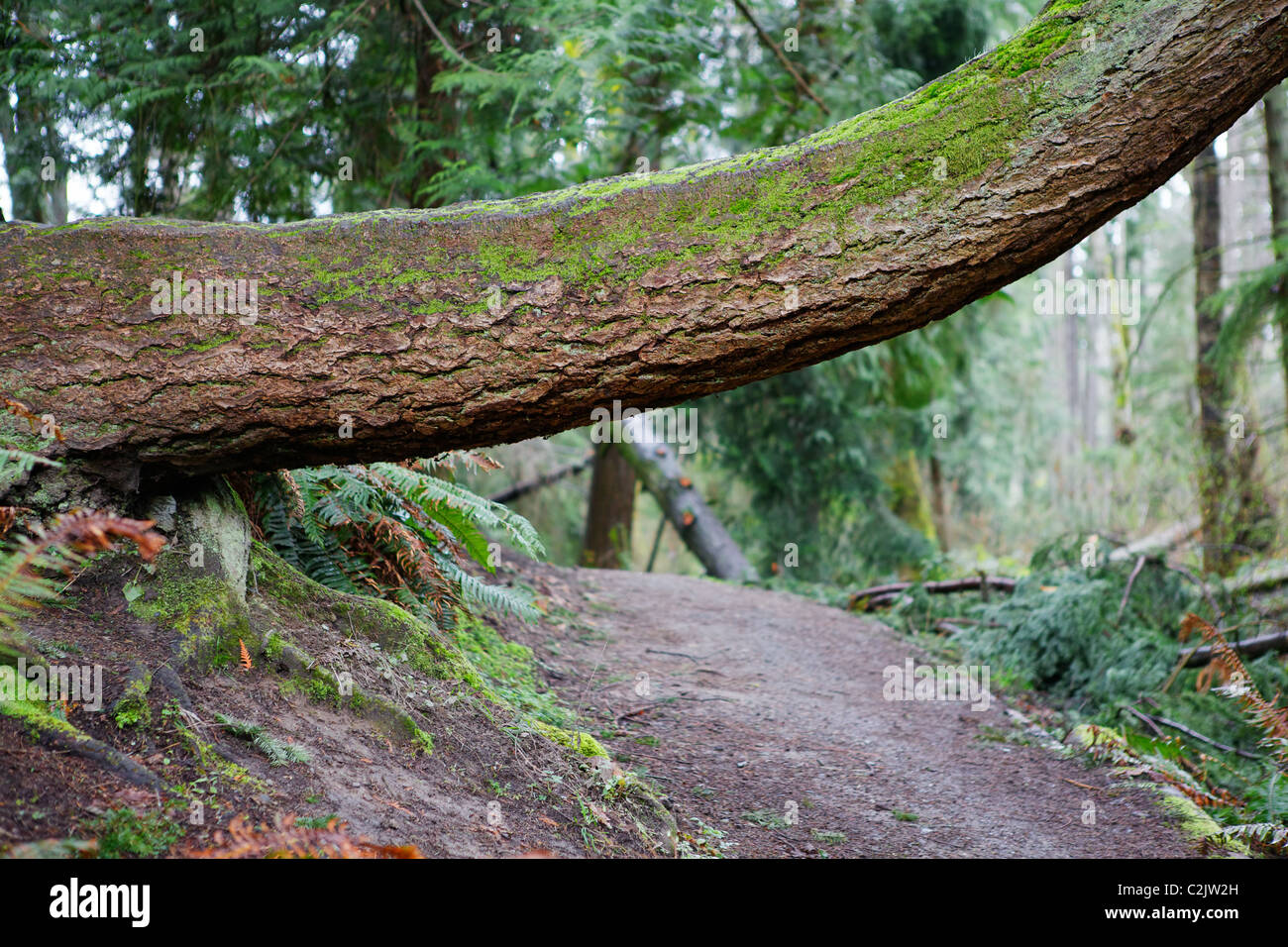 Sideways growing tree hi-res stock photography and images - Alamy