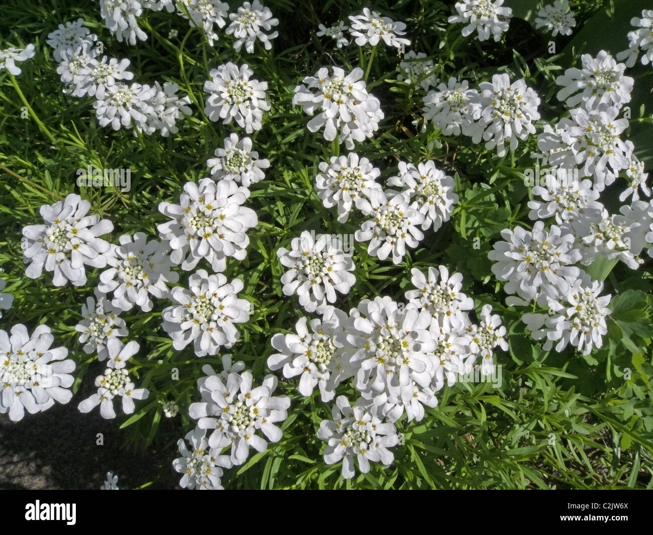 Spring flowering candytuft hi-res stock photography and images - Alamy