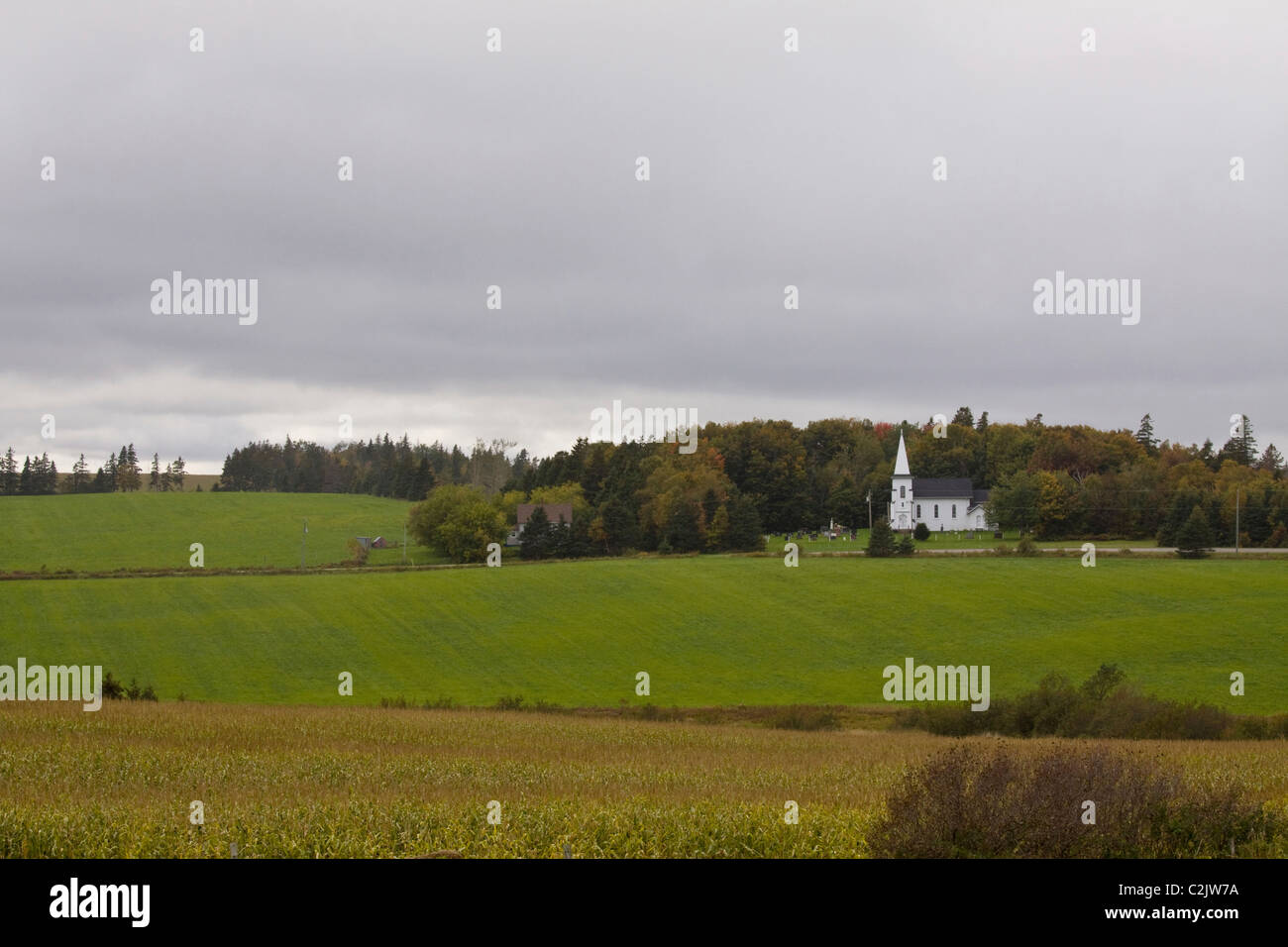 PEI rural scene, with cornfield and white church in the background ...