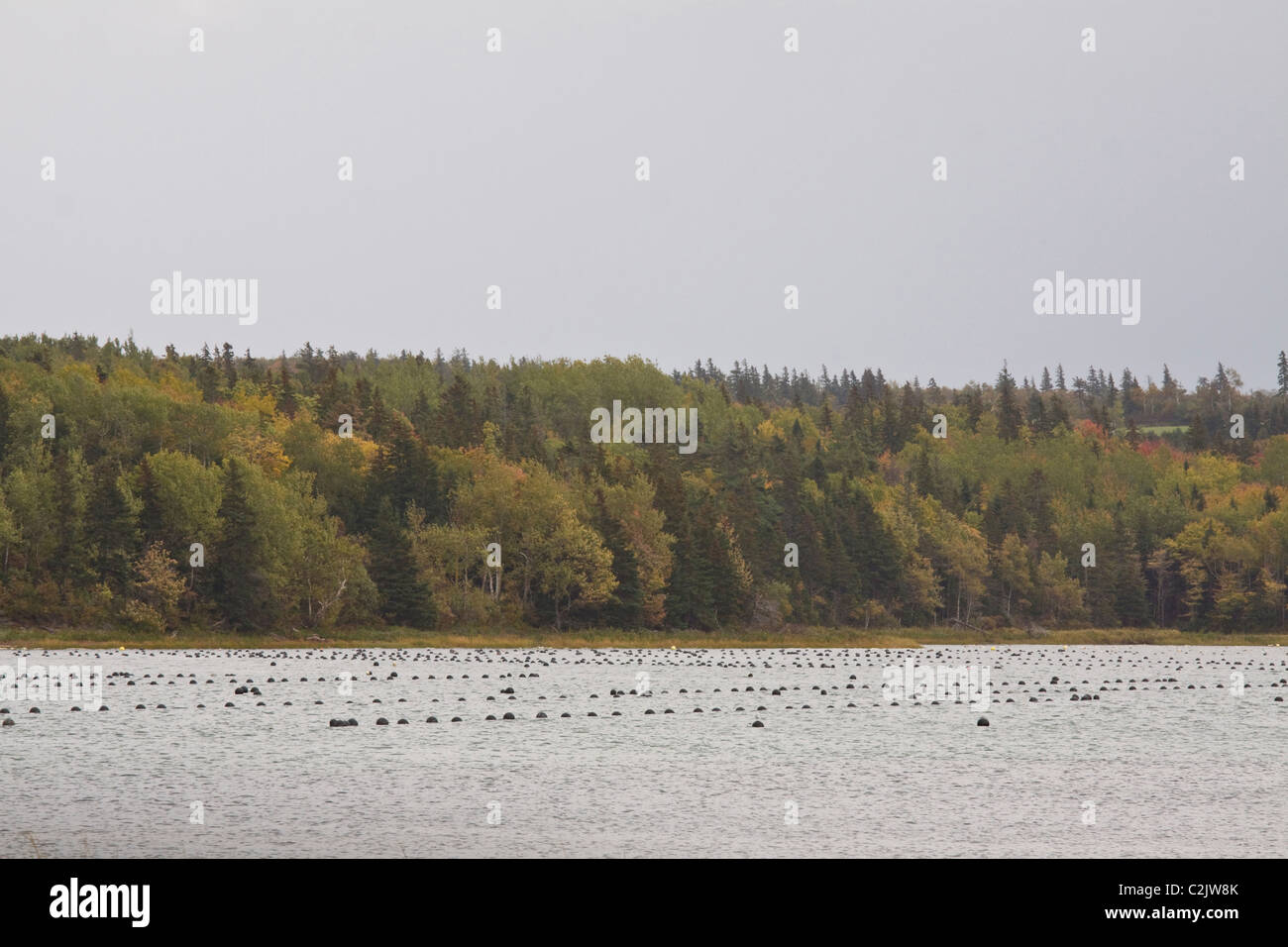 Rows of mandmade mussel beds, Queens County, Prince Edward Island ...
