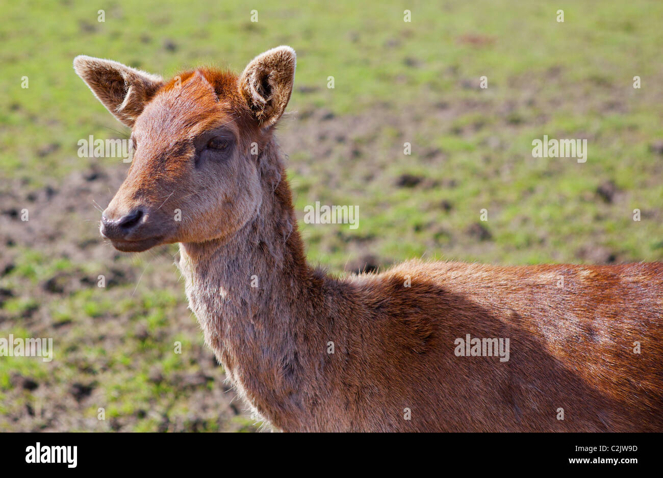 Close up of a Young Red brown fallow deer with soft focus grass in ...