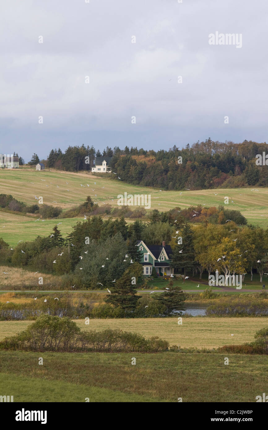 PEI rural scene on the north shore of Prince Edward Island, Canada ...