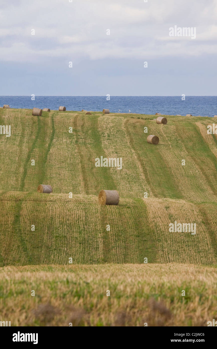 Pei rural hay bales ocean hi-res stock photography and images - Alamy