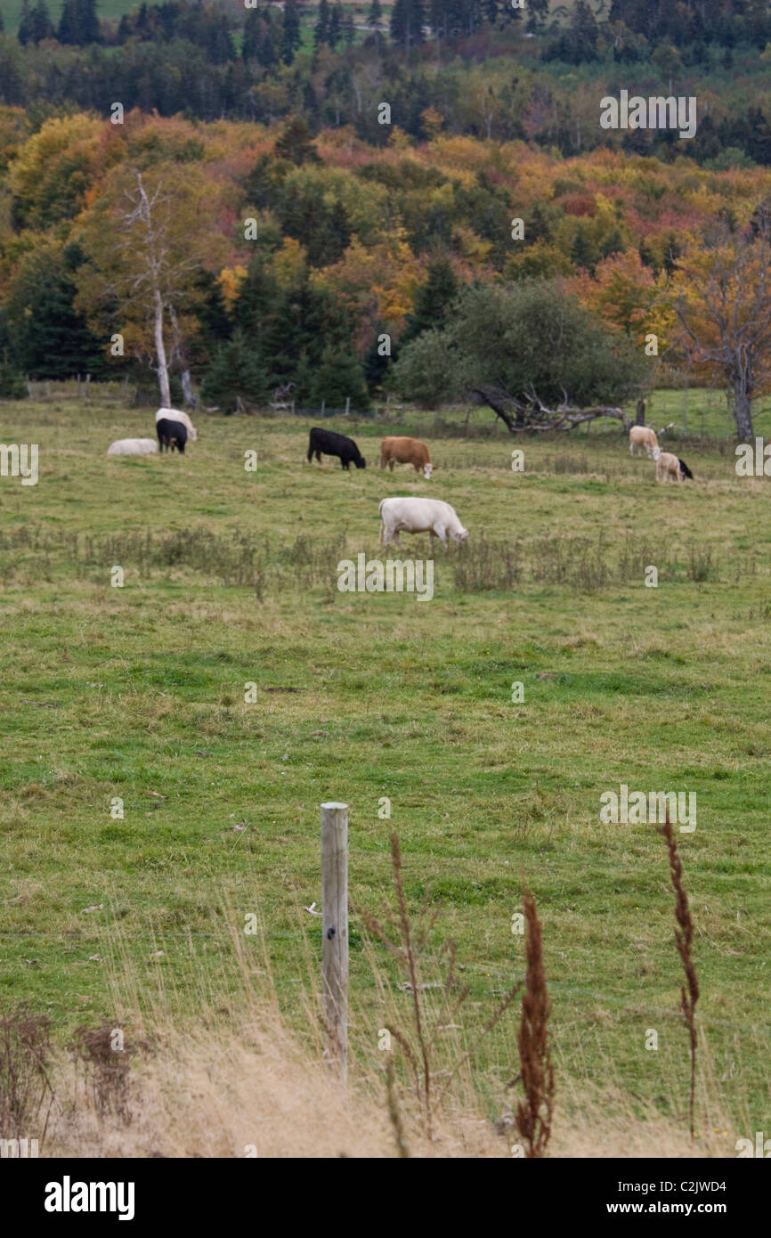 PEI autumn rurla scenes, Central Coastal Drive of Prince Edward Island ...
