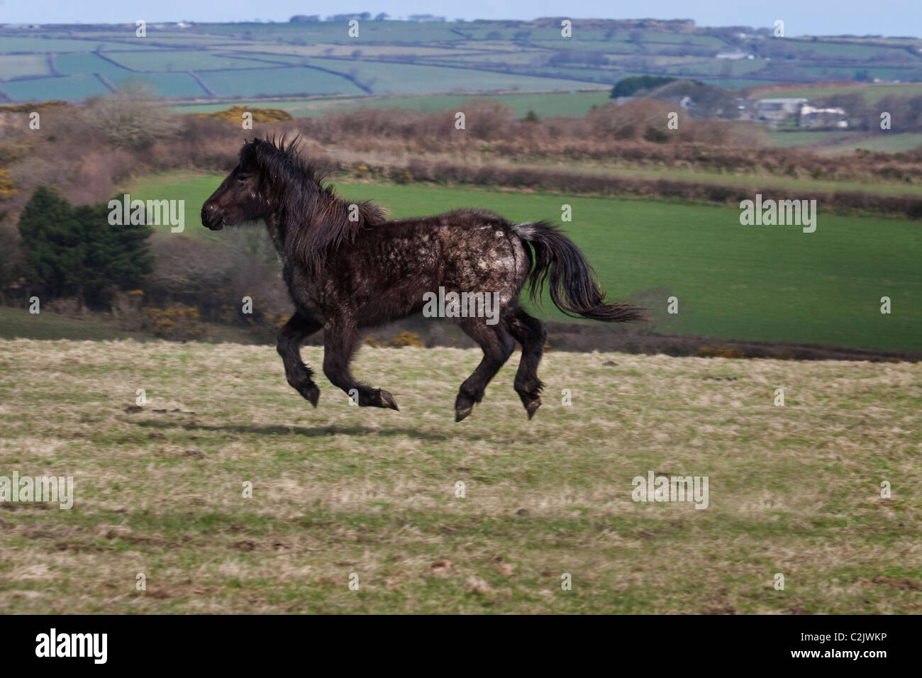 Pony Cantering High Resolution Stock Photography and Images - Alamy