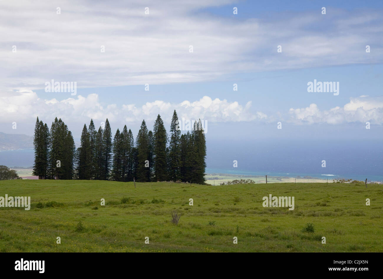 Cook island pine hi-res stock photography and images - Alamy