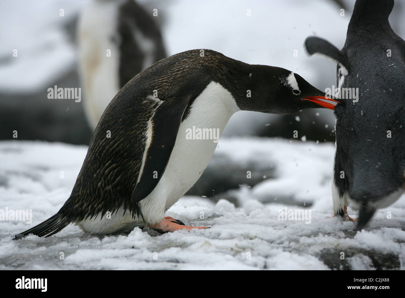 Attacking penguin hi-res stock photography and images - Alamy
