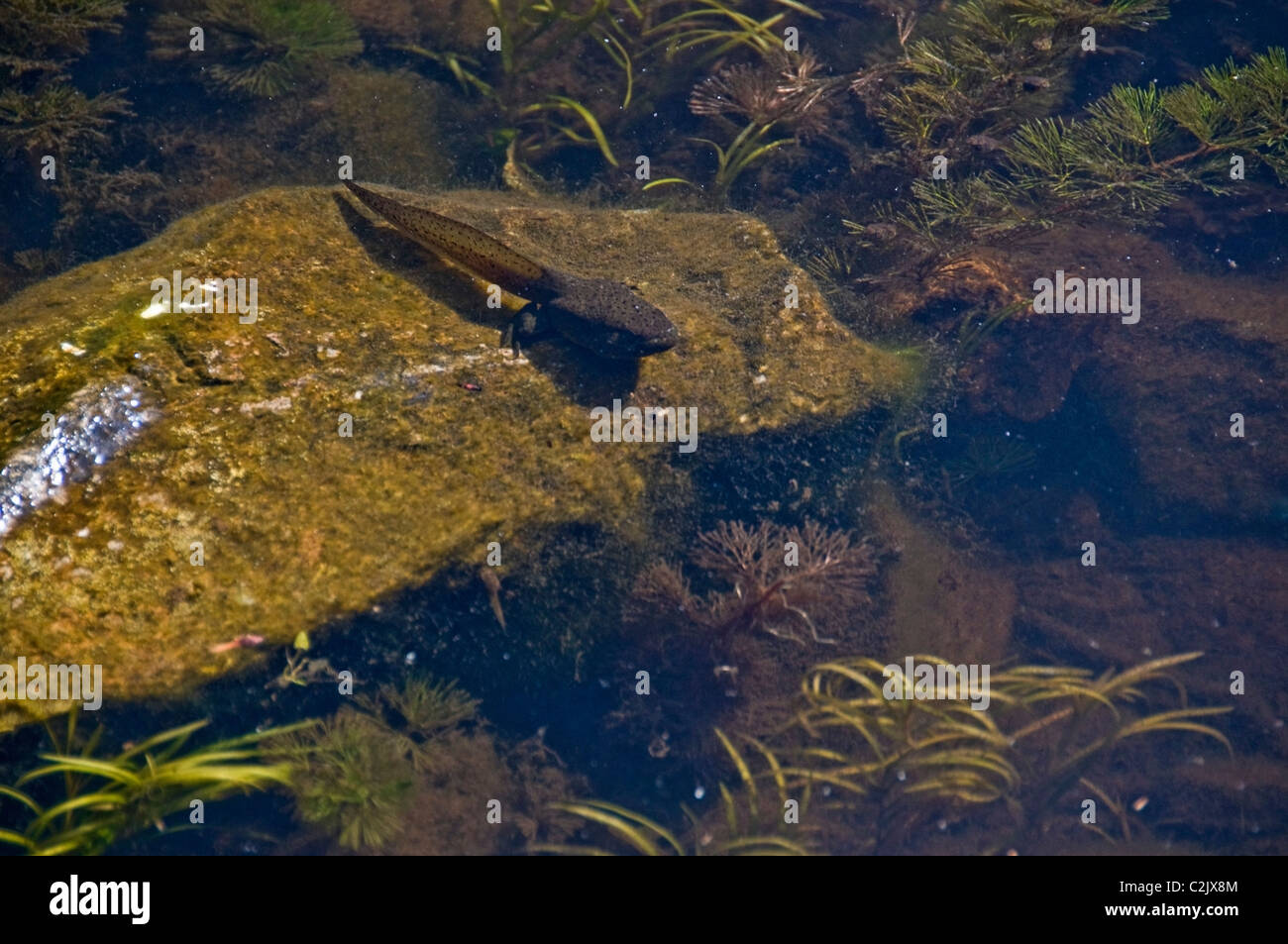 Bullfrog Tadpole High Resolution Stock Photography and Images - Alamy