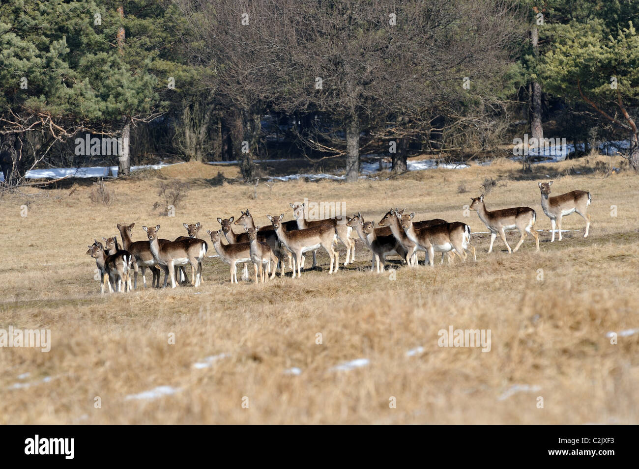 Roe deer protection hi-res stock photography and images - Alamy