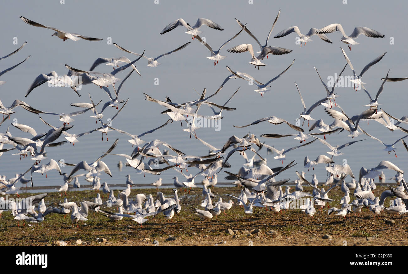 seagulls in flight Stock Photo - Alamy