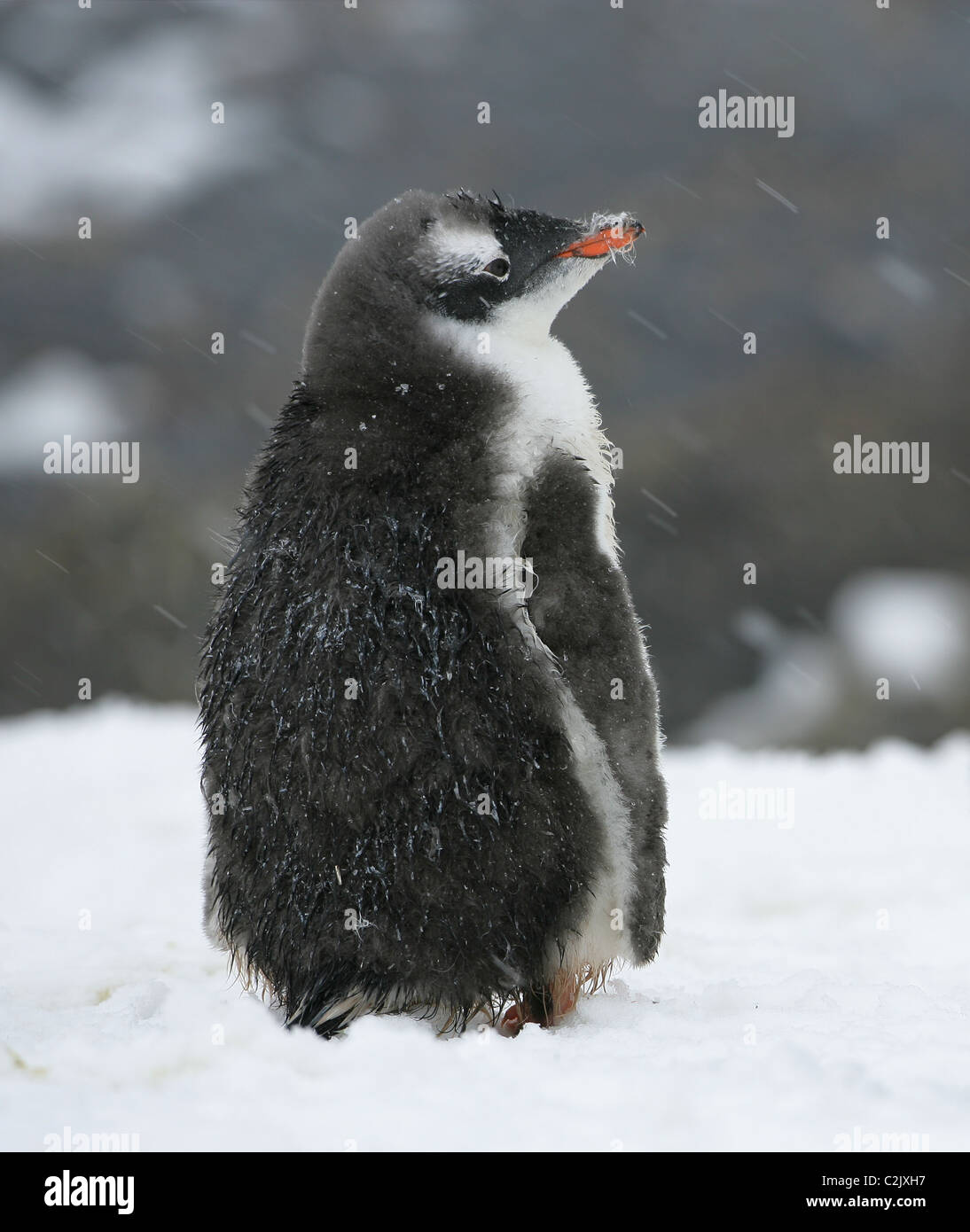 Antarctic falling hi-res stock photography and images - Alamy