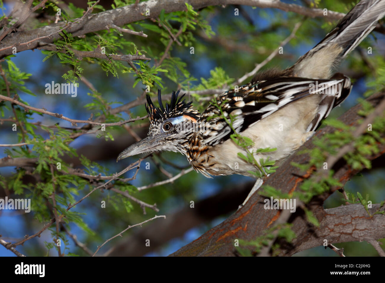 Roadrunner in a mesquite tree Stock Photo - Alamy