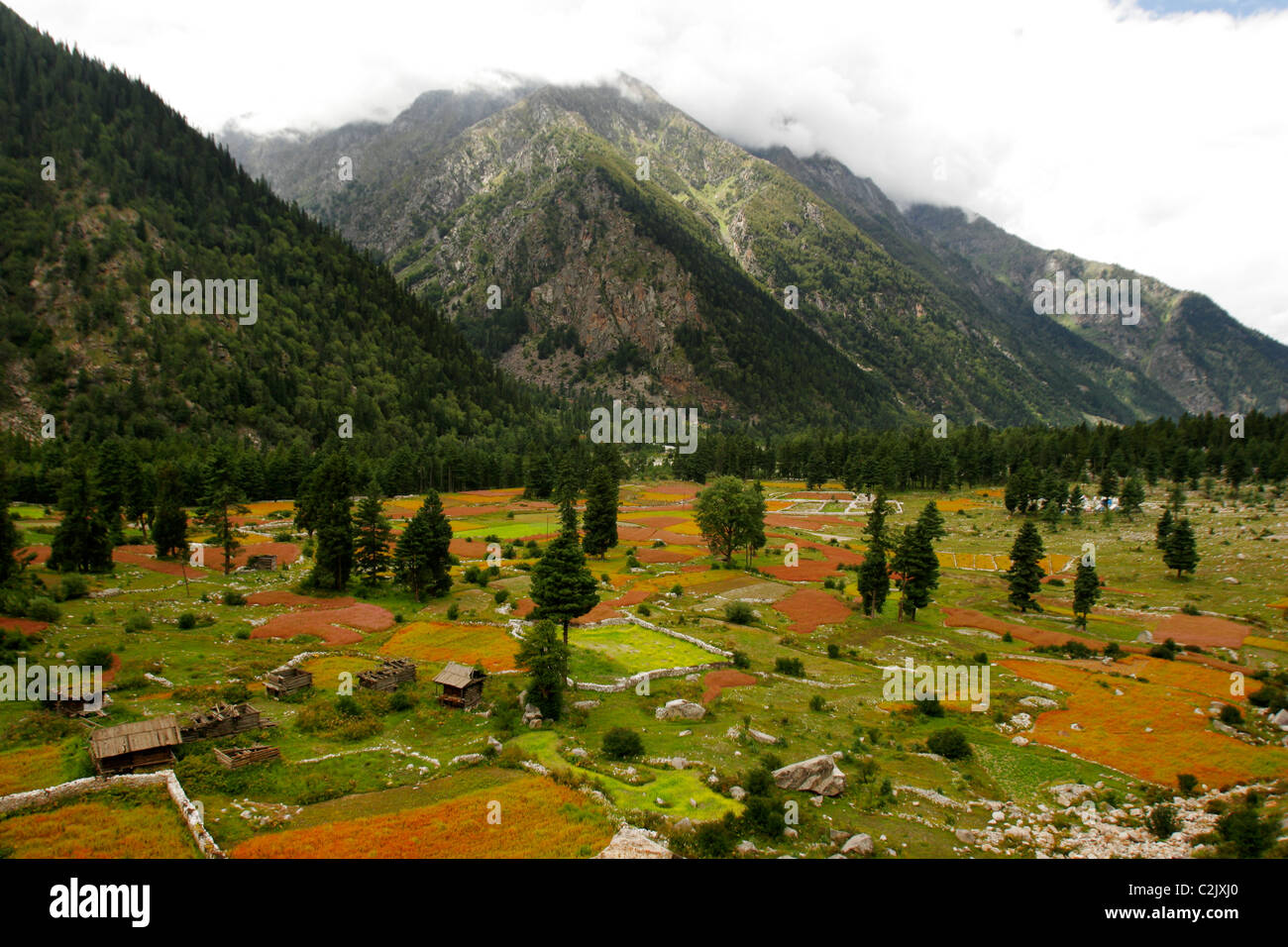 Kinnaur apple hi-res stock photography and images - Alamy