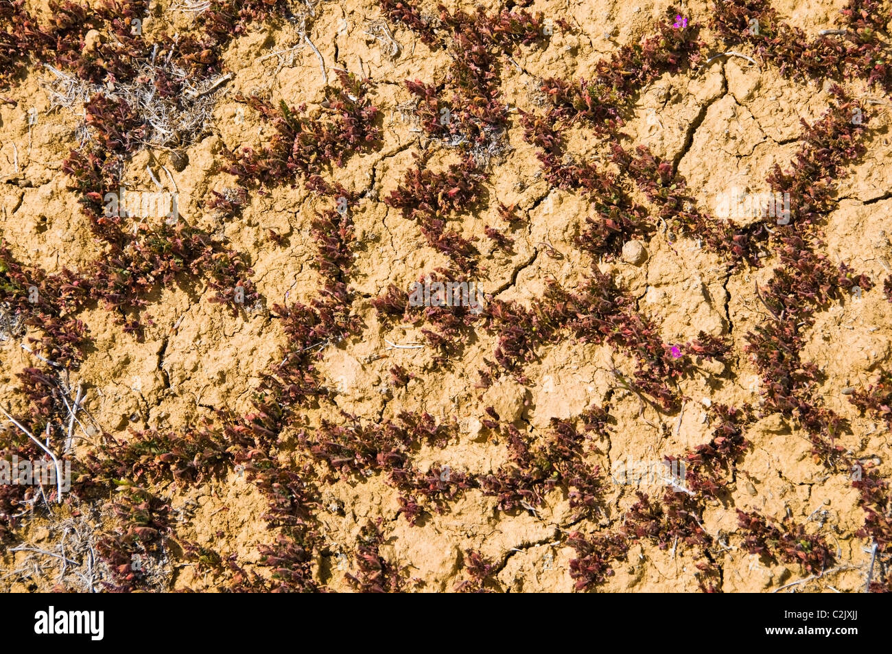 Parched Plants High Resolution Stock Photography and Images - Alamy