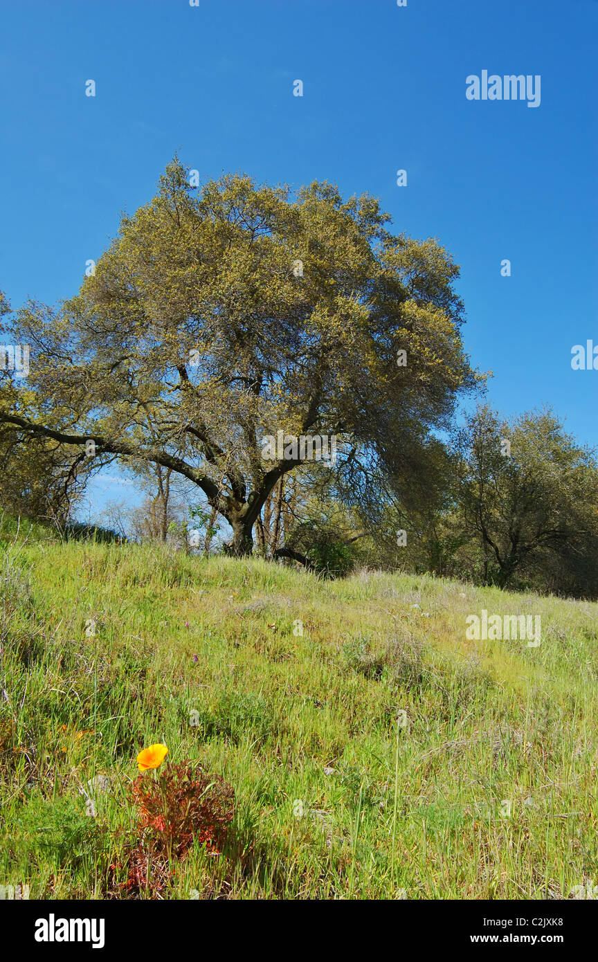 Oak tree in spring, with grass in the foreground near Sacramento ...
