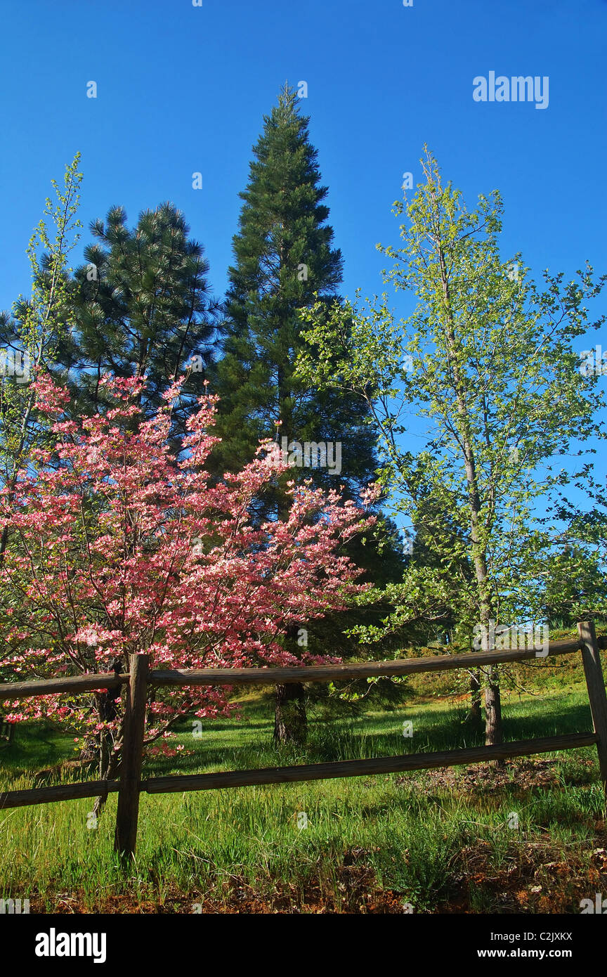 the countryside of northern California in springtime Stock Photo - Alamy