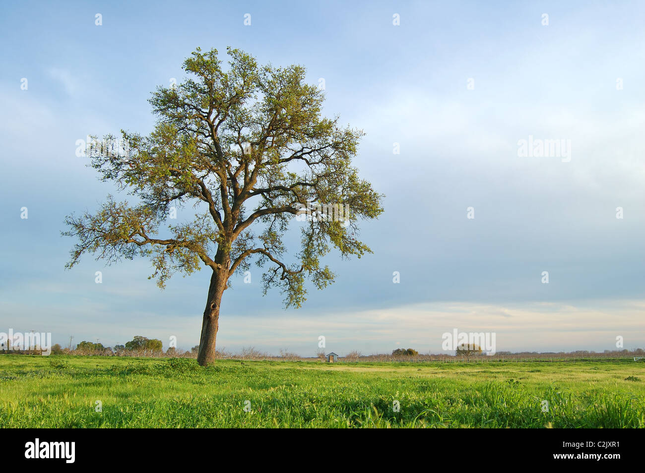 Californias oak tree hi-res stock photography and images - Alamy