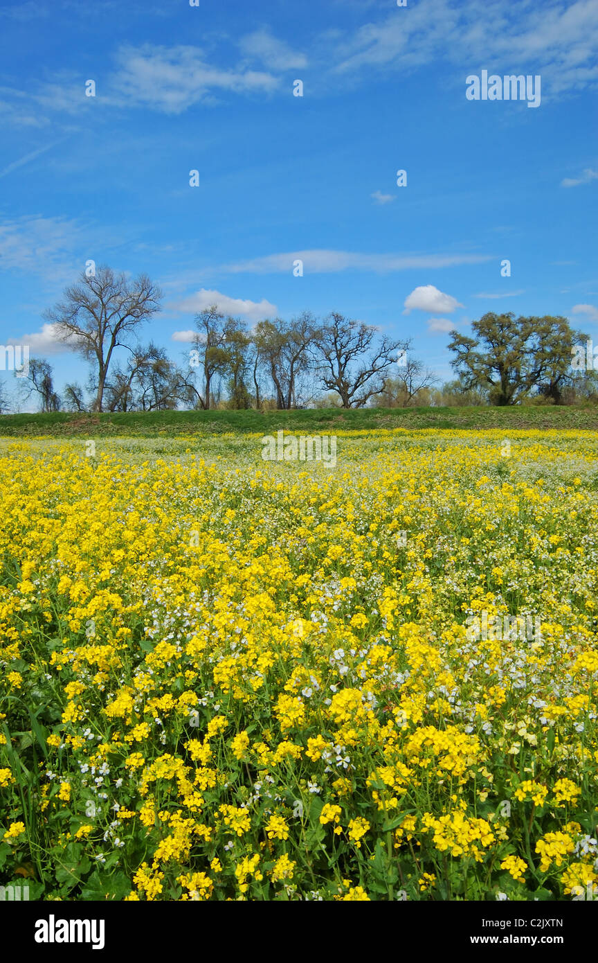 wildflower meadow in springtime in California's Central Valley Stock ...