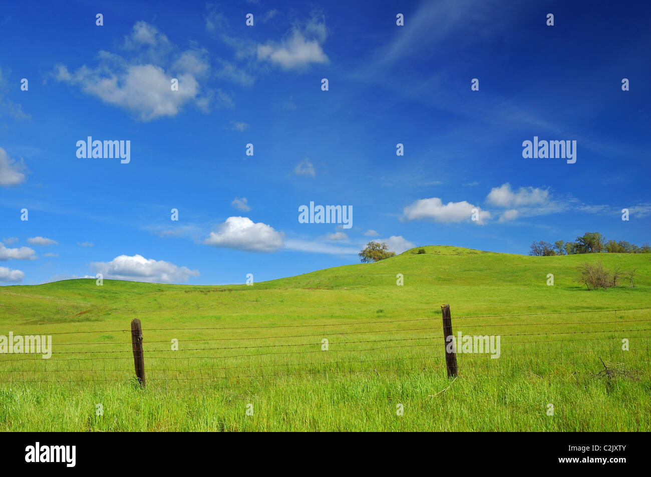 Californias flora hi-res stock photography and images - Alamy