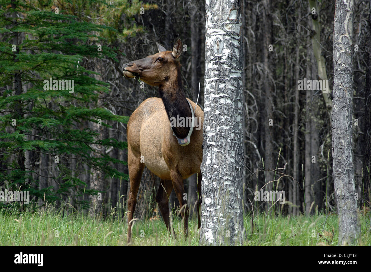 A wild cow elk (cervus canadensis) with a tracking device around it's ...