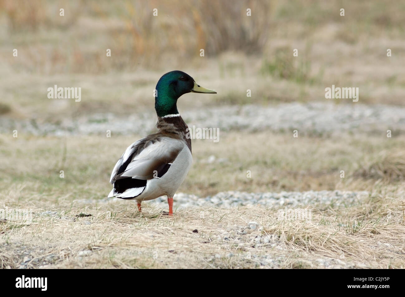 A male mallard duck (drake) walking near a nesting area in Calgary ...