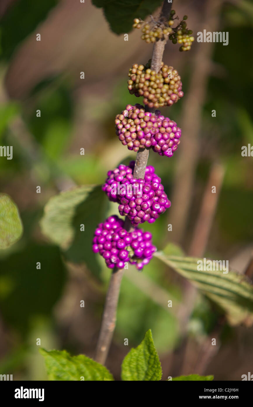 American Purple Beautyberry, Florida Keys, USA Stock Photo - Alamy