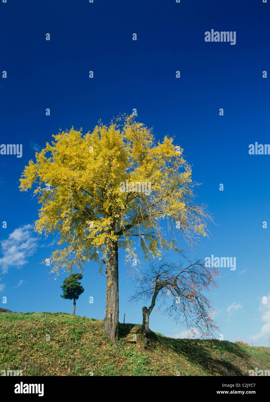 Big Tree on Hill, Iiyama, Nagano, Japan Stock Photo - Alamy