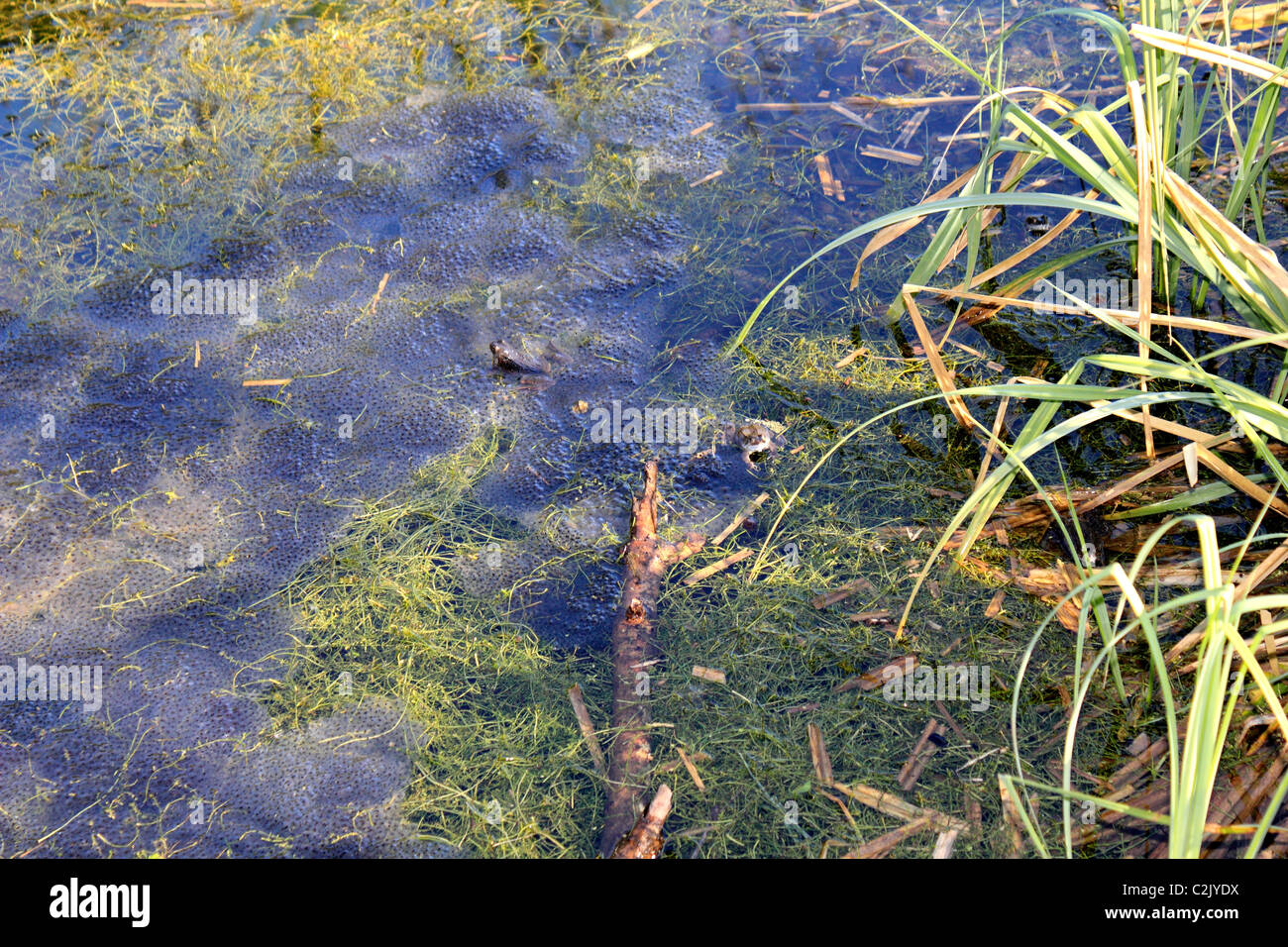 Pool frog uk hi-res stock photography and images - Alamy