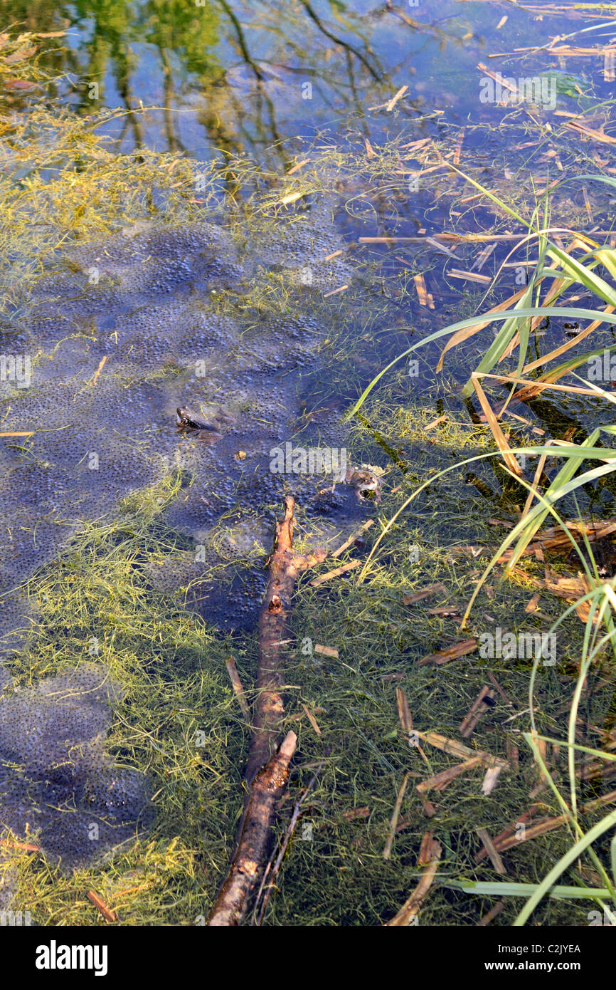 Pool frog uk hi-res stock photography and images - Alamy