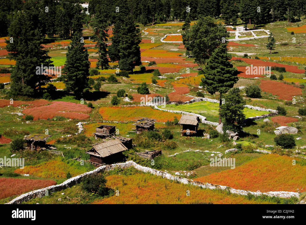 View of the Kinnaur Valley in Himachal Pradesh, India. Greenery and ...