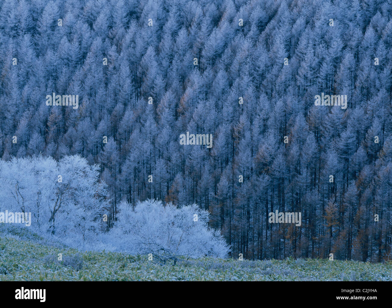 Soft Rime of Utsukushigahara Highland, Matsumoto, Nagano, Japan Stock ...