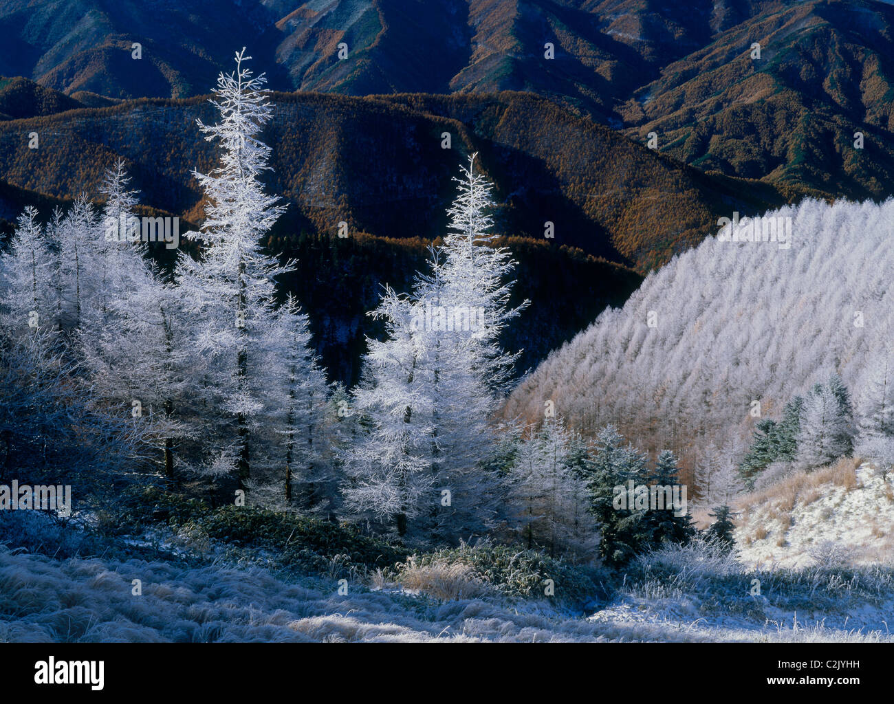 Soft Rime of Utsukushigahara Highland, Matsumoto, Nagano, Japan Stock ...