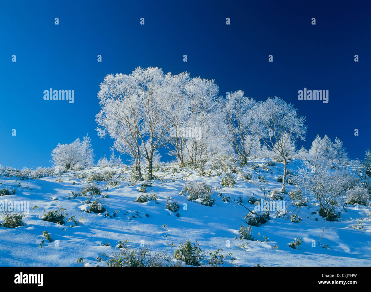 Snowscape of Utsukushigahara Highland, Matsumoto, Nagano, Japan Stock ...
